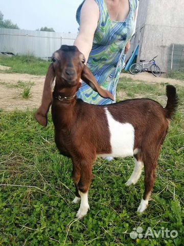 Нубийские козы камори