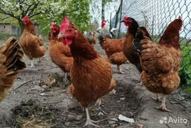 Куры несушки Хайсек Кубанские Ломан браун