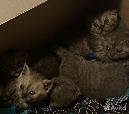 Шотландская / британка вислоухие