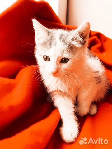 Котята в добрые руки бесплатно в дар