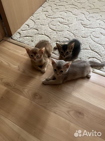 Абиссинская кошка