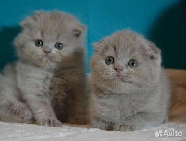 Вислоухие лиловый и голубой