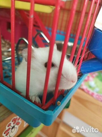 Хомячок джунгарик в добрые руки