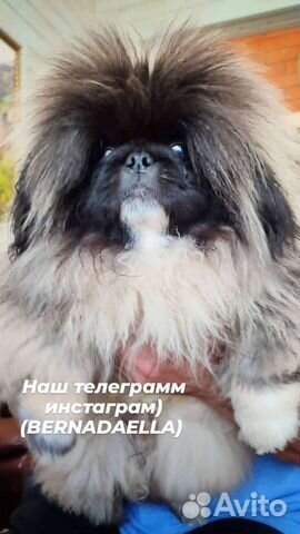 Пекинес мальчик