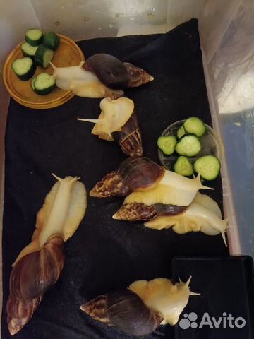 Улитки ахатины