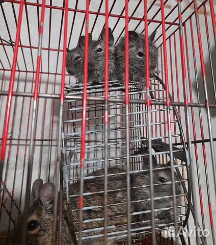 Чилийская белка дегу