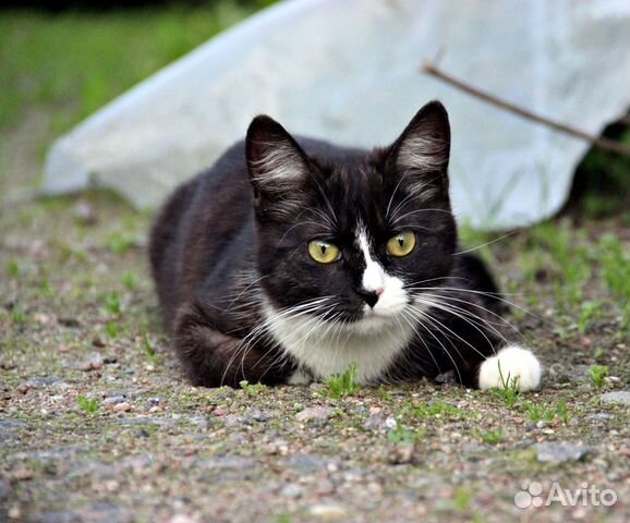 Кошка Килька ждет своего Человека