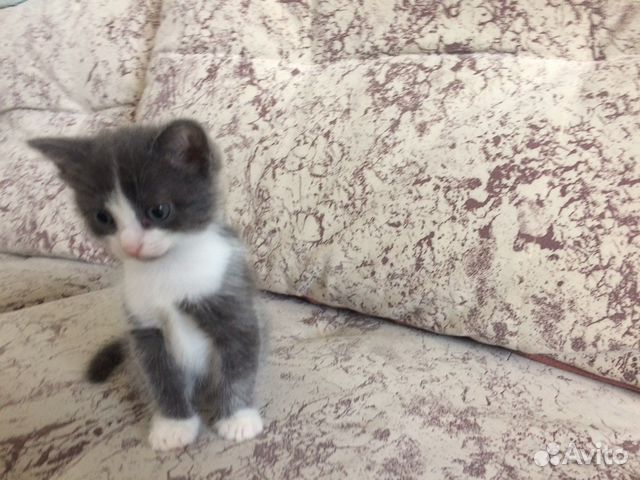 Кошка