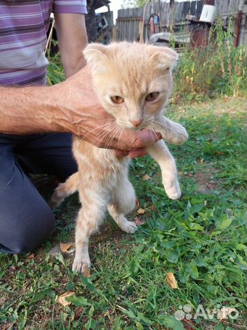 Спасен, чтобы жить и быть любимым