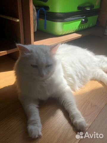 2 кошек пристрою за вознаграждение