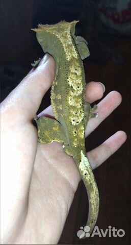 Реснитчатый бананоед