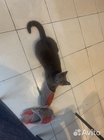 Британская кошка бесплатно