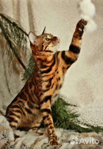 Бенгальская