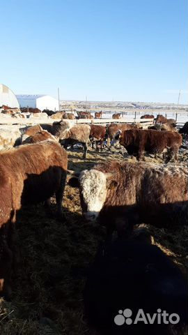 Быки на мясо