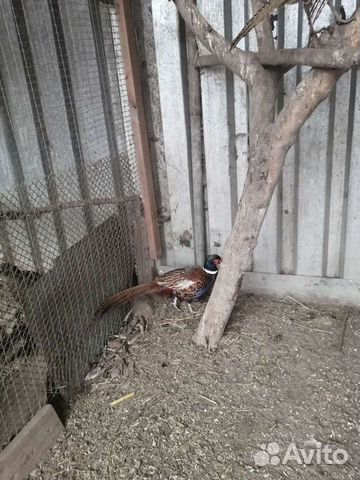 Продам фазанов