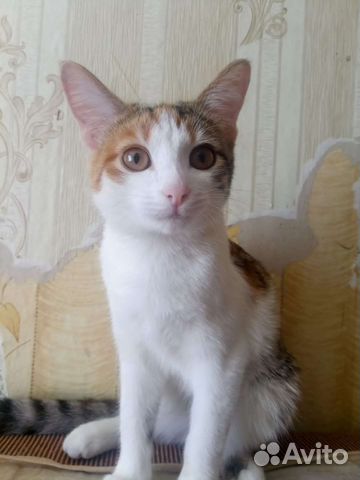 Котенок 8 месяцев стерелизована