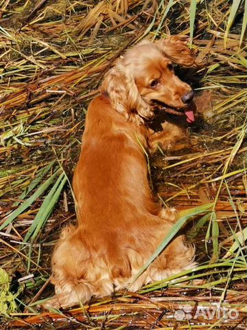 Кокер спаниель вязка