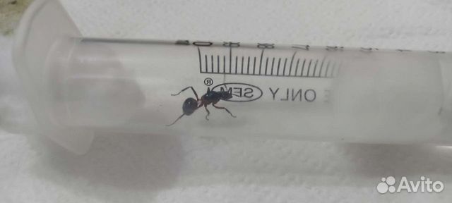 Муравьиная матка вида Formica polictena и 2рабочих