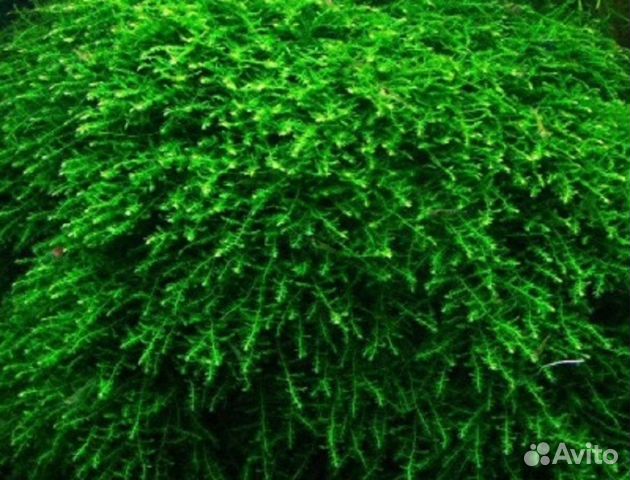 Bubble moss/ мох Бабл