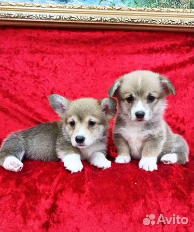 Вельш корги пемброк