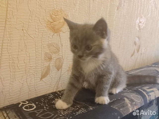 Серый пушистый котёнок девочка 1.5 месяца