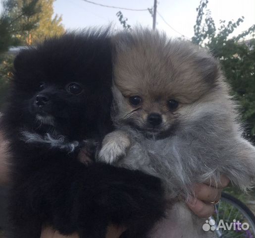 Шпиц
