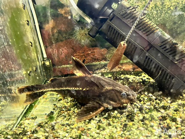 Сом Агамикс 20см