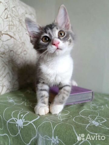 Чудесный пушистик в добрые руки