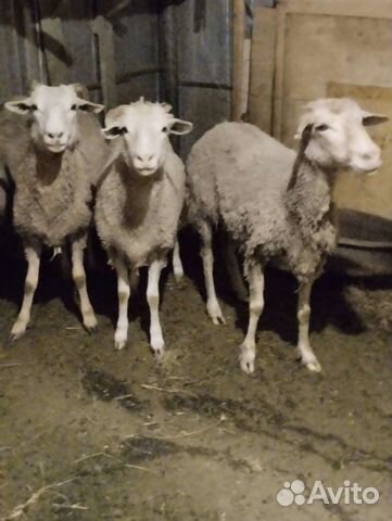 Овцы бараны