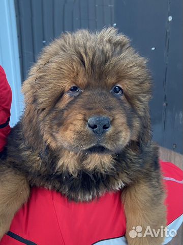 Тибетский мастиф
