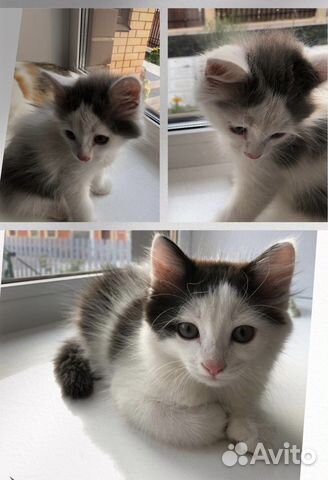 Котята 2 мес в добрые руки