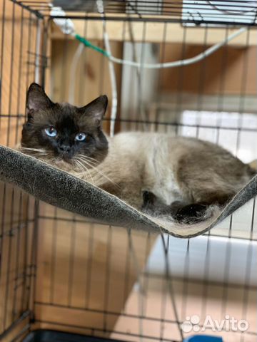 Тайский спокойный кот. В дар