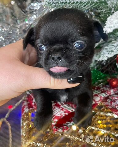 Чихуахуа девочка