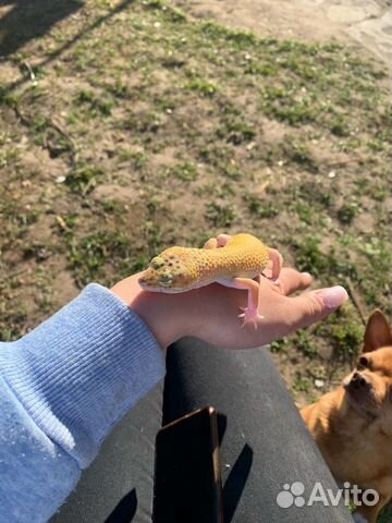 Эублефар самец с террариумом и едой