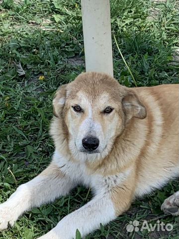 Отдам в хорошие руки подросших щенков