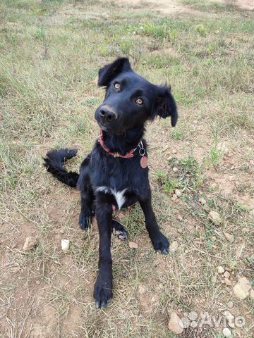 Щенок в добрые руки