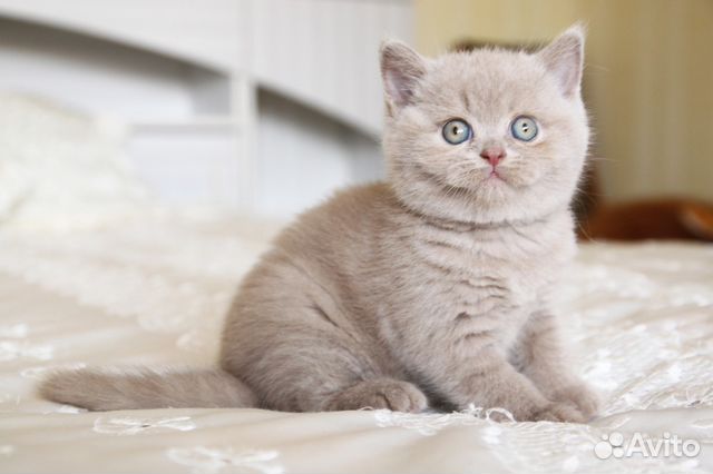 Лиловые котики, нежные и ласковые