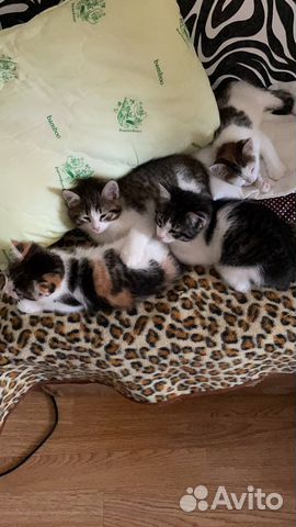 Очаровательные котята ищут дом