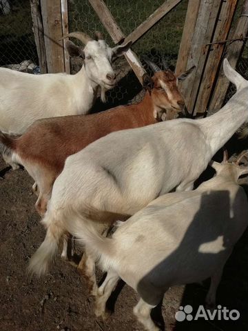 Коза нубийская