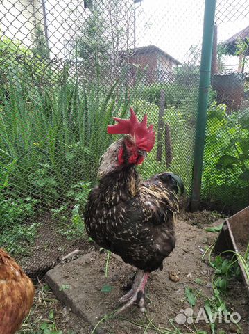 Продам петуха
