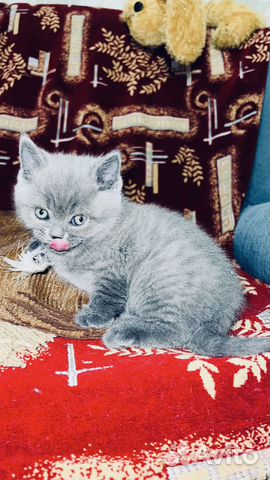 Продам британскую кошечку