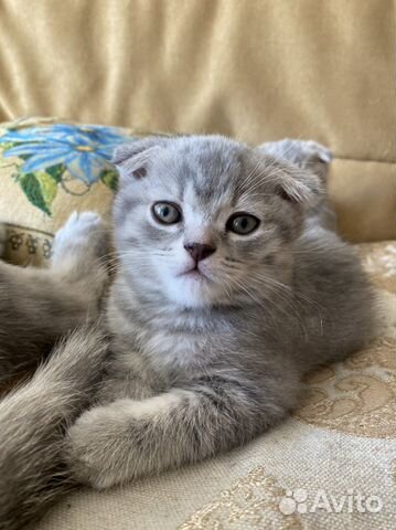 Шотландские вислоухие котята