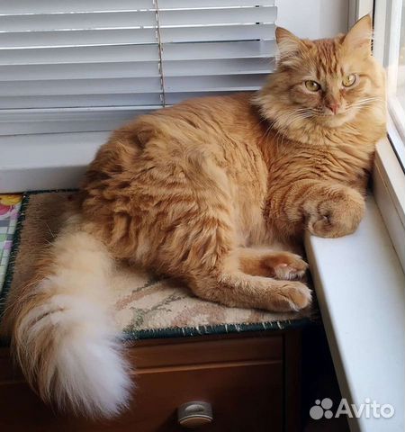 Молодой шикарный котик