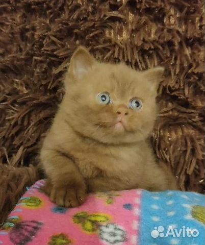Котик окраса циннамон