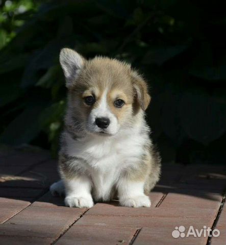 Детки конфетки