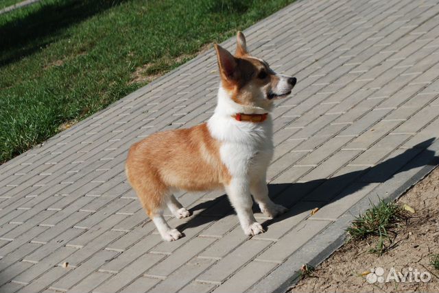 Девчушка Вельш-корги пемброк