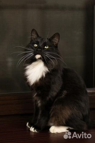 Шикарная кошка Мила ищет дом