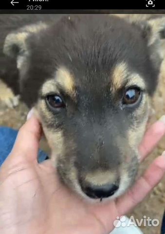 Щенки овчаристого типа в добрые руки