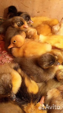 Продам утят