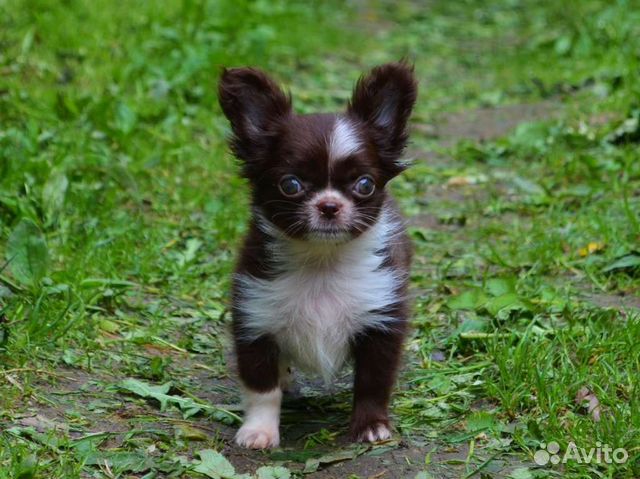 Супер малышок